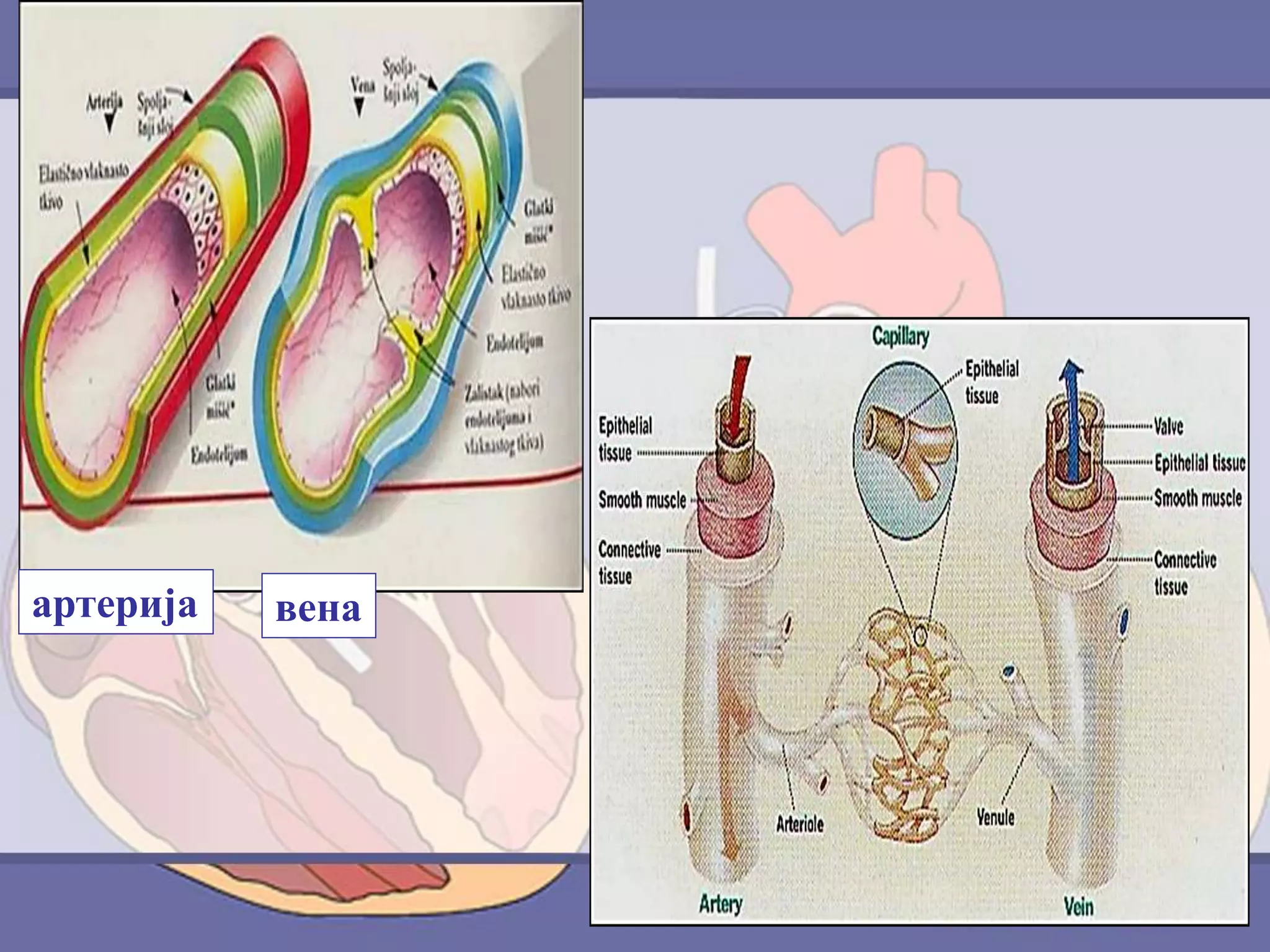 Cirkulatorni sistem srce, krvi sudovi, limfni sudovi | PPT