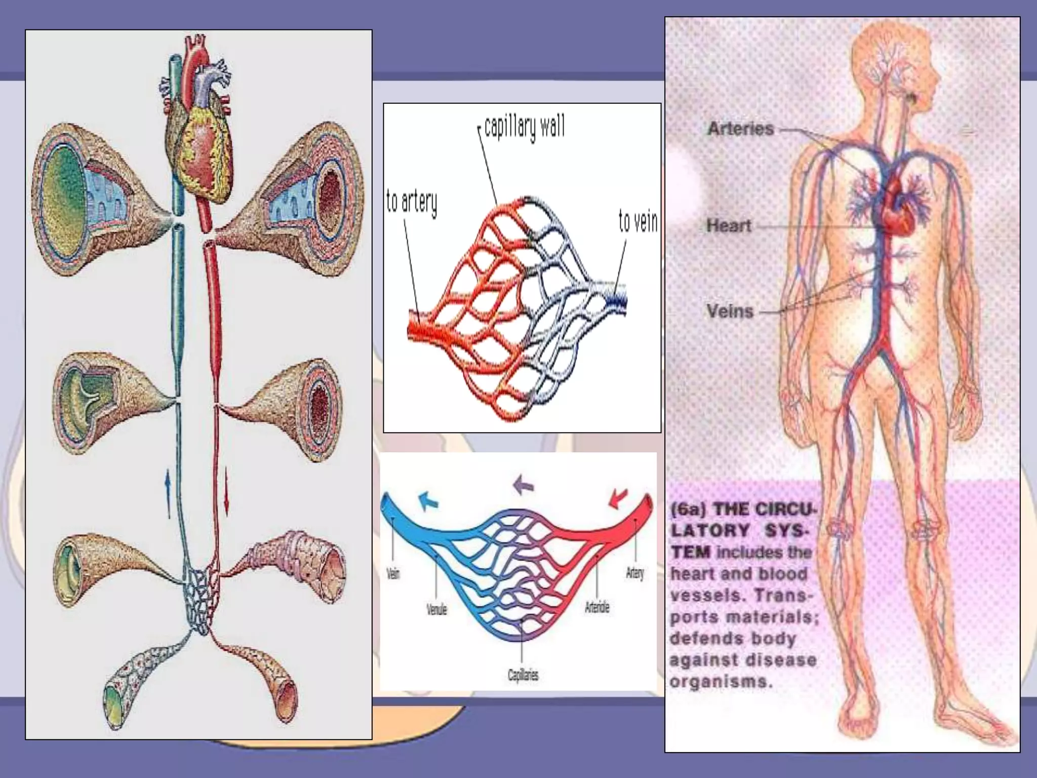 Cirkulatorni sistem srce, krvi sudovi, limfni sudovi | PPT