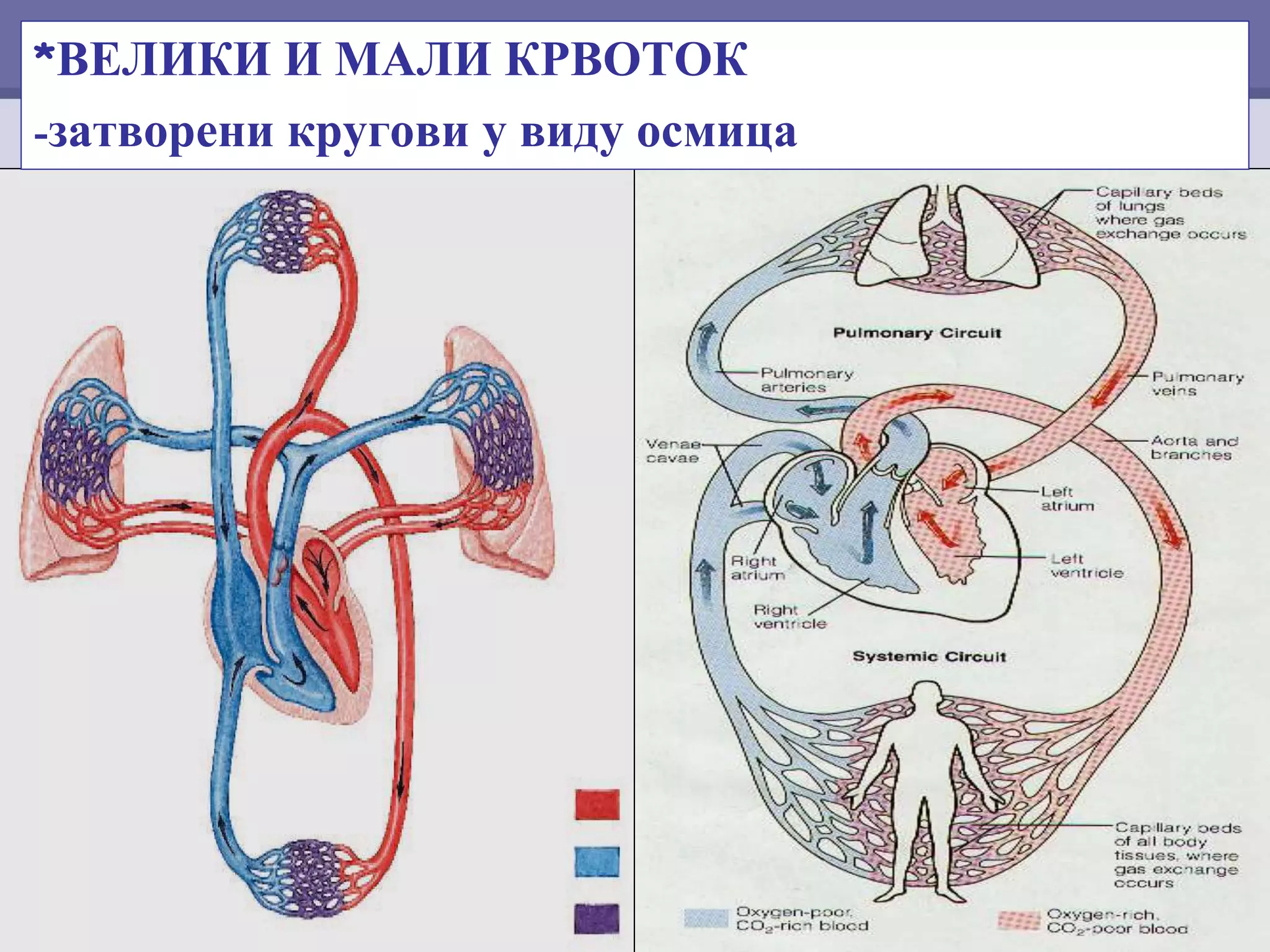 Cirkulatorni sistem srce, krvi sudovi, limfni sudovi | PPT