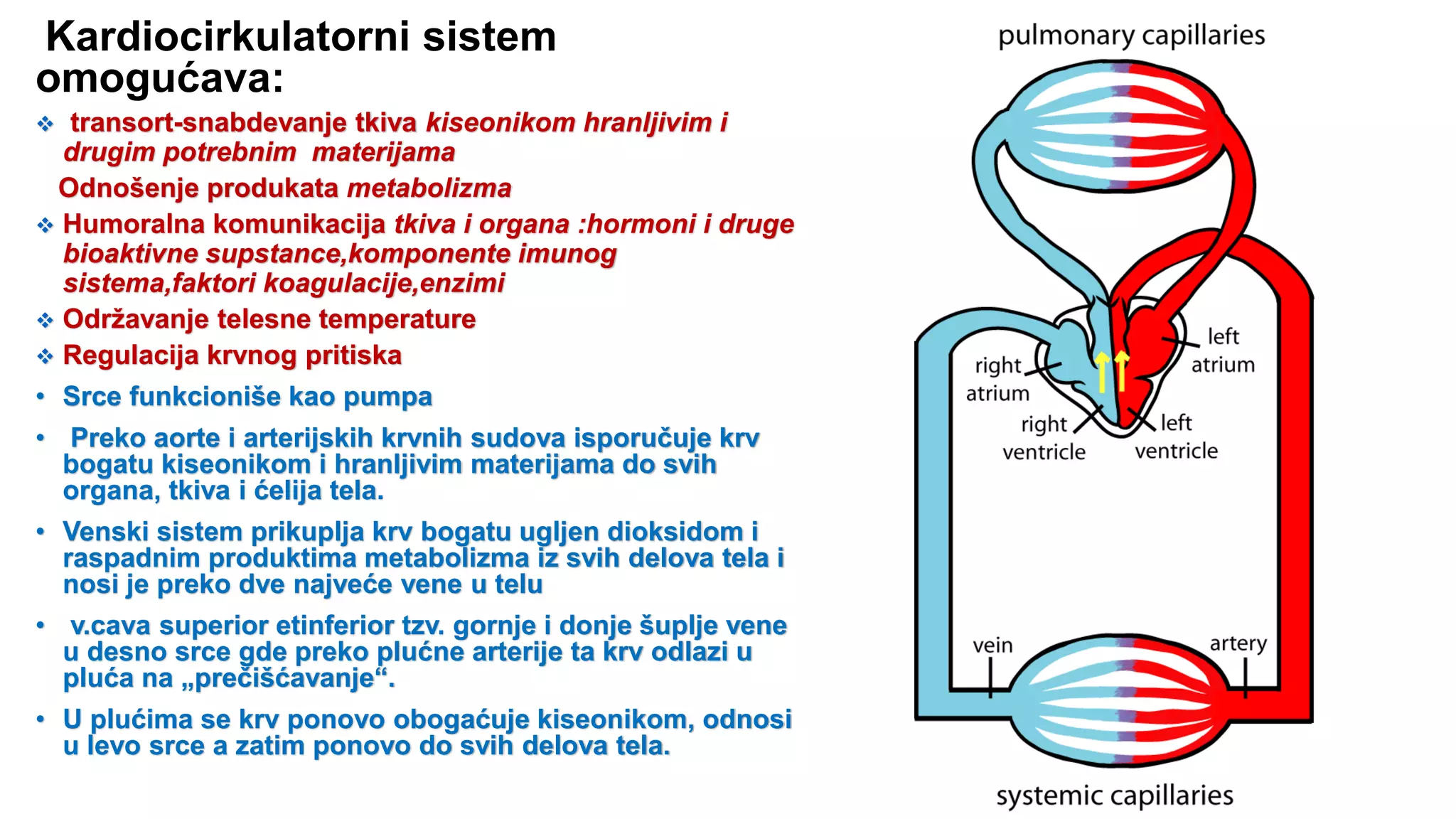 Histologija cirkulatorni sistem | PPTX