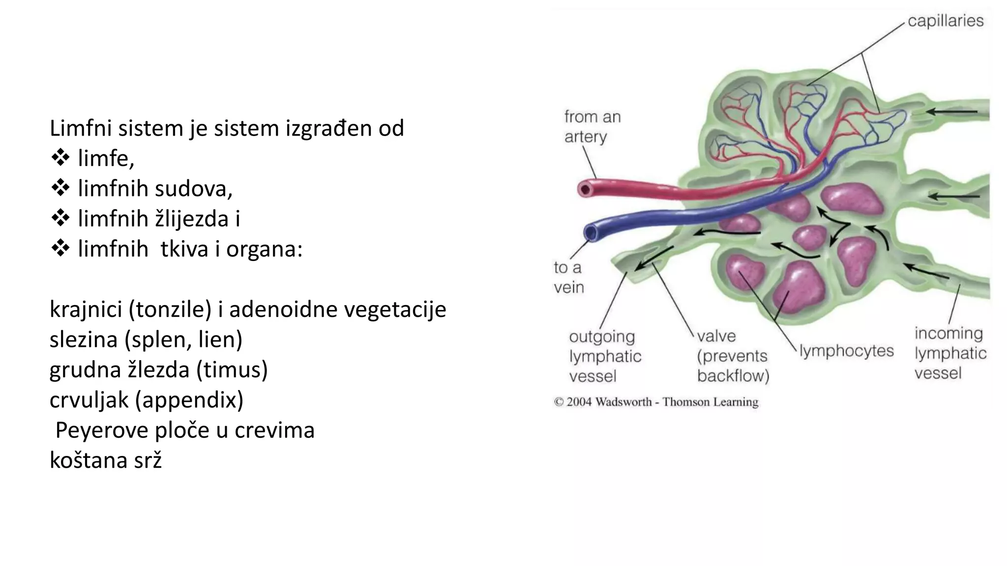 Histologija cirkulatorni sistem | PPTX
