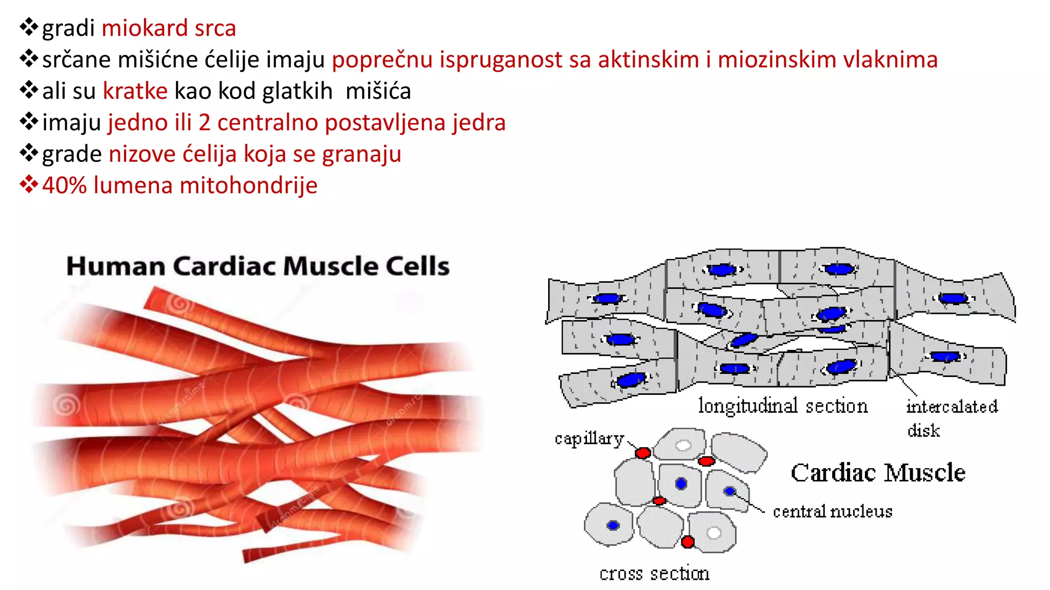 Histologija cirkulatorni sistem | PPTX
