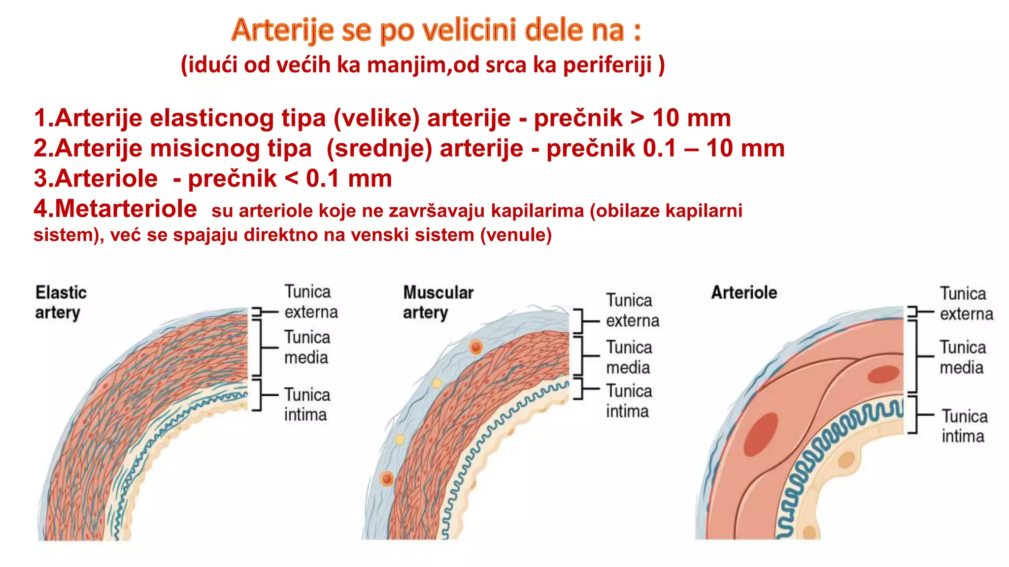 Histologija cirkulatorni sistem | PPTX