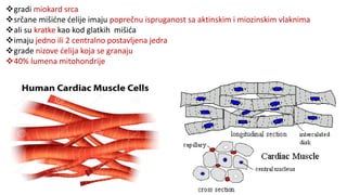 Histologija cirkulatorni sistem | PPTX