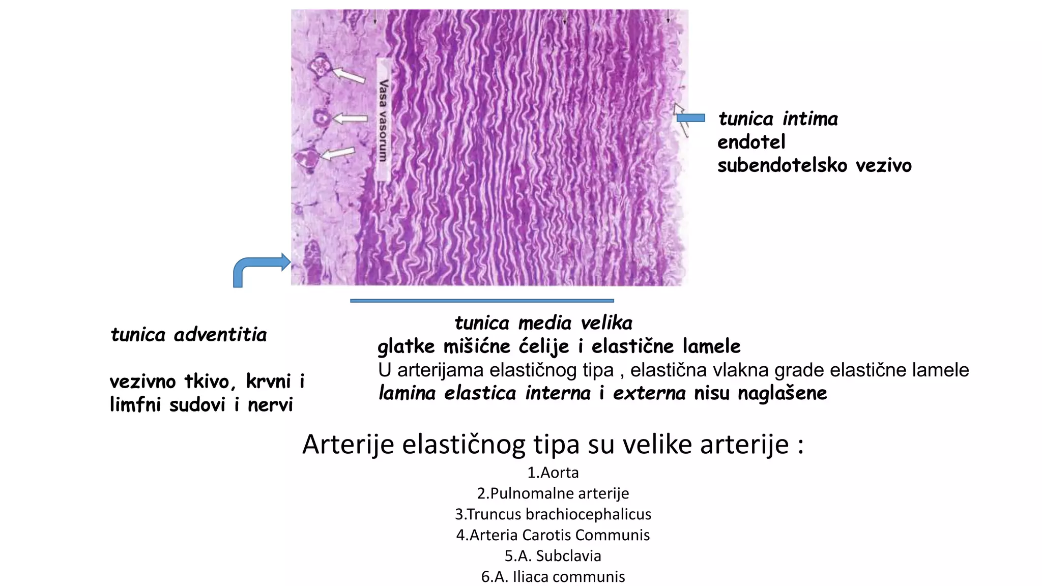 HistologijaCirkulatorni sistem | PDF