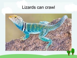 Animals Ciro ·3 B | PPT