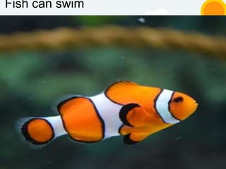 Animals Ciro ·3 B | PPT