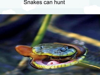 Animals Ciro ·3 B | PPT