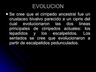 Cirripedos | PPT