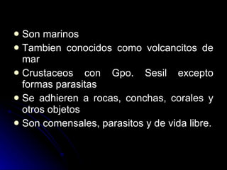 Cirripedos | PPT