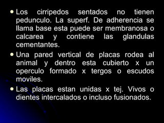 Cirripedos | PPT