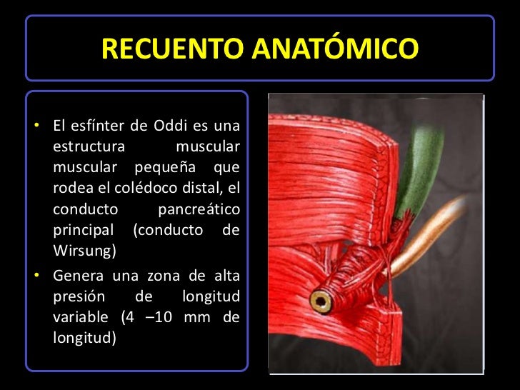 Cirugía coledocolitiasis y estenosis del esfinter de oddi. derivaci…