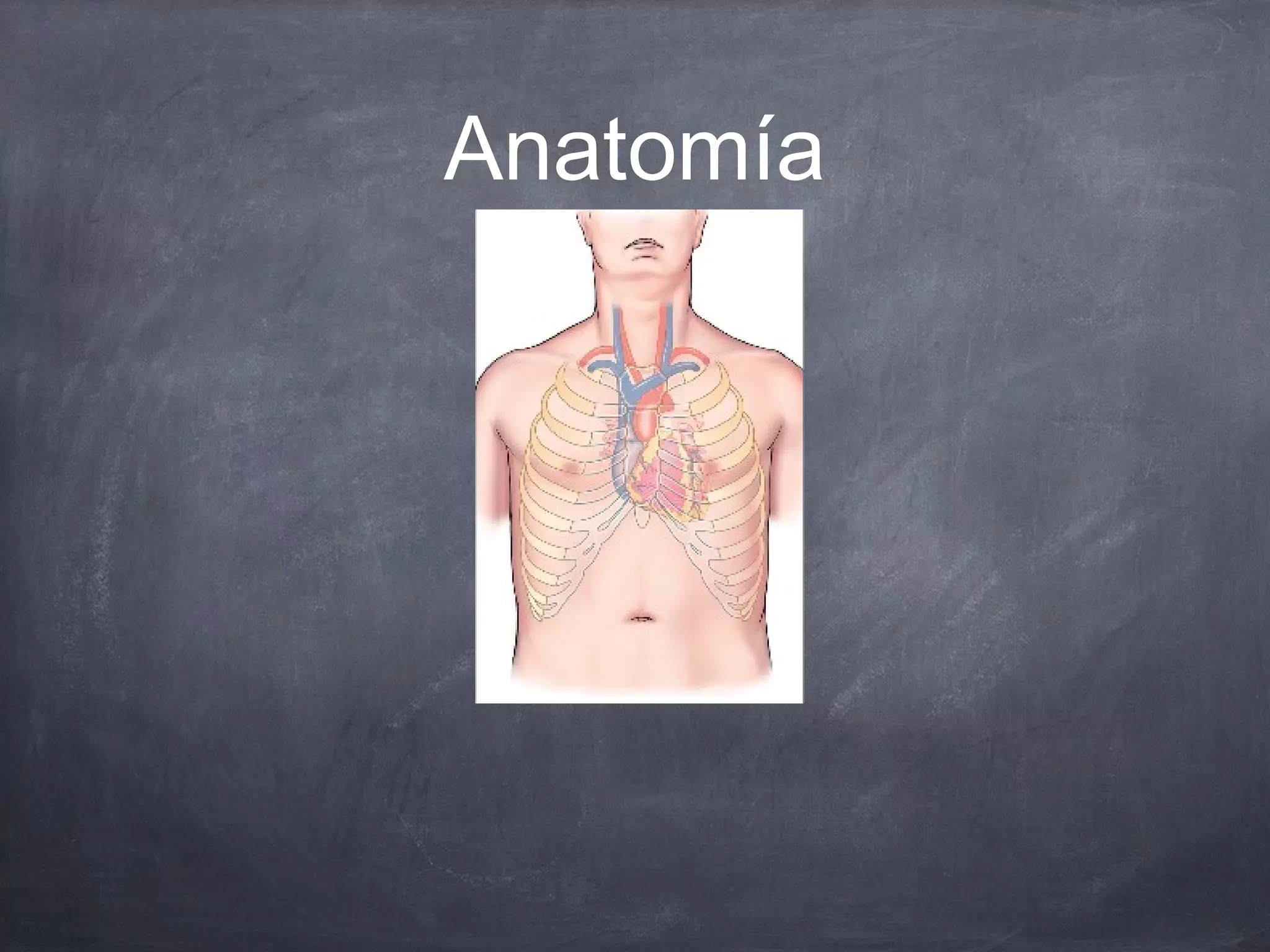 INCISIONES EN EL TORAX | PPT | Death, Injury, or Military Conflict ...