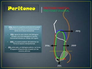 peritoneo, peritonitis y abscesos intraabdoominales | PPTX