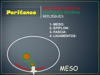 peritoneo, peritonitis y abscesos intraabdoominales | PPTX