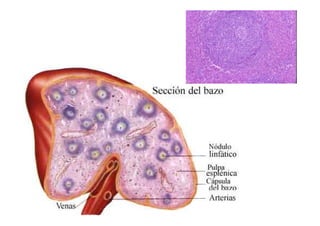 Fisiopatologia de bazo | PDF