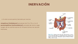 Cirugía de Colon, Generalidades y Adenocarcinoma | PDF