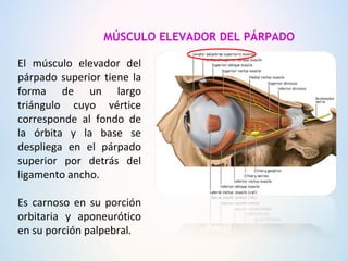 Elevador Del Párpado Superior