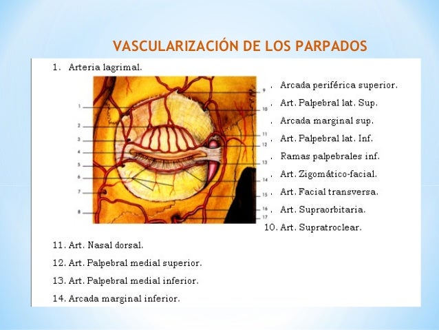 Cirugía de parpado y anatomía 2015
