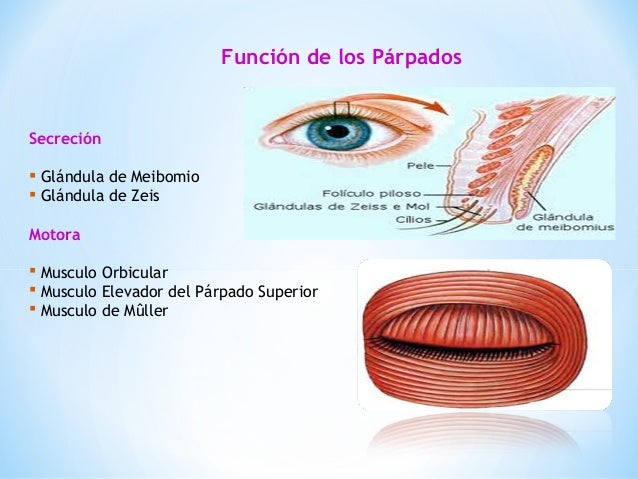 Cirugía de parpado y anatomía 2015