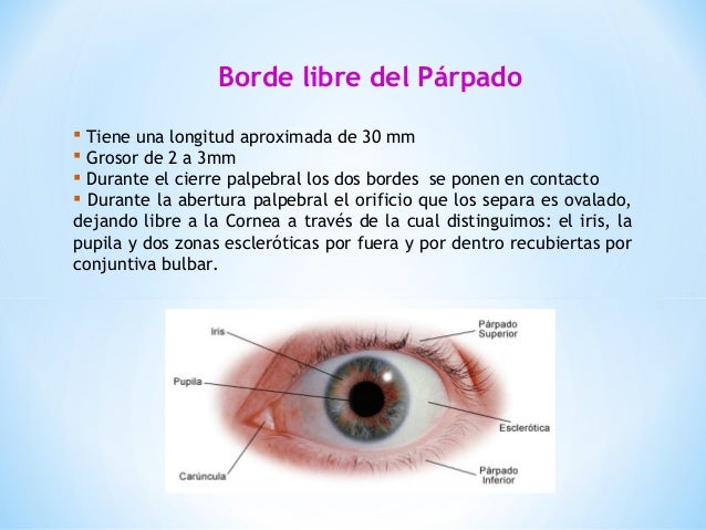 Cirugía de parpado y anatomía 2015
