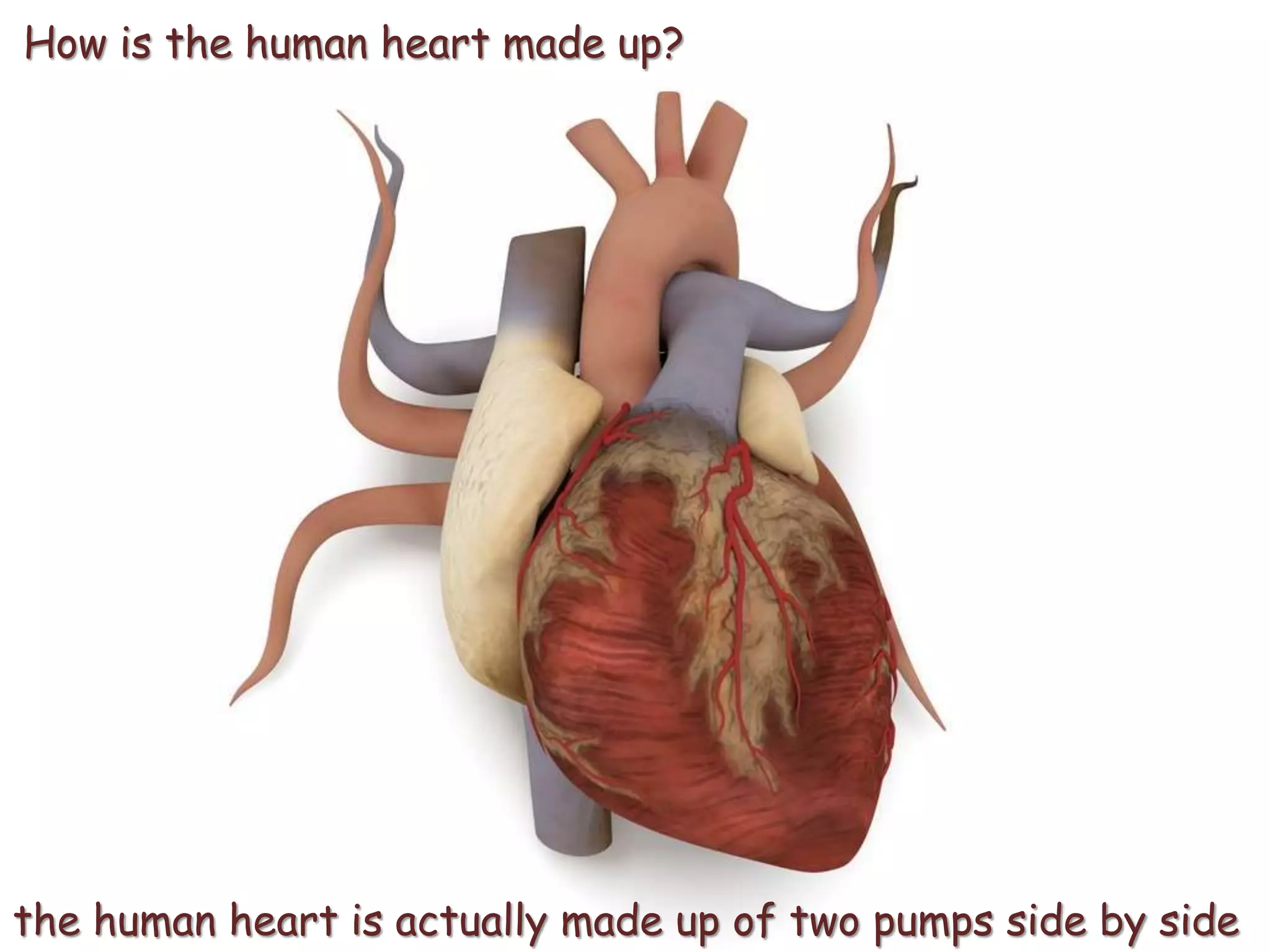 Circulatory system | PPT