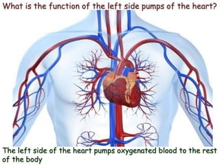 Circulatory system | PPTX