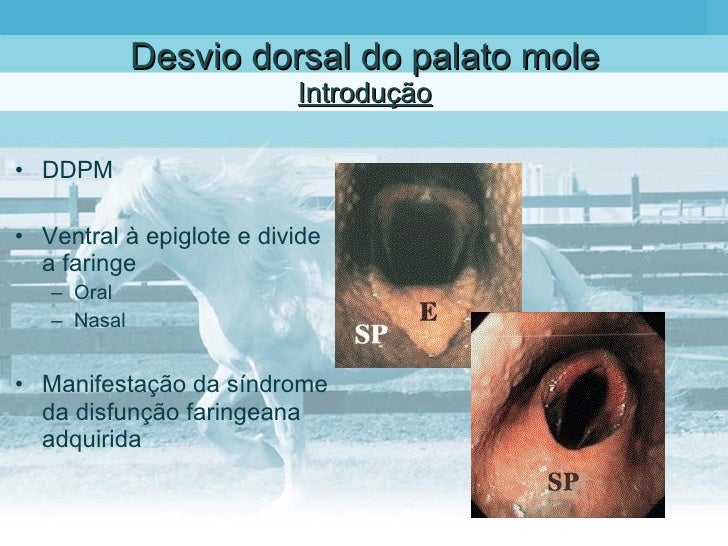 Afecções Respiratórias Cirúrgicas de Grandes Animais