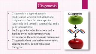 Use of Cisgenesis for vegetable crop improvement by Mukhi Vinita.pptx
