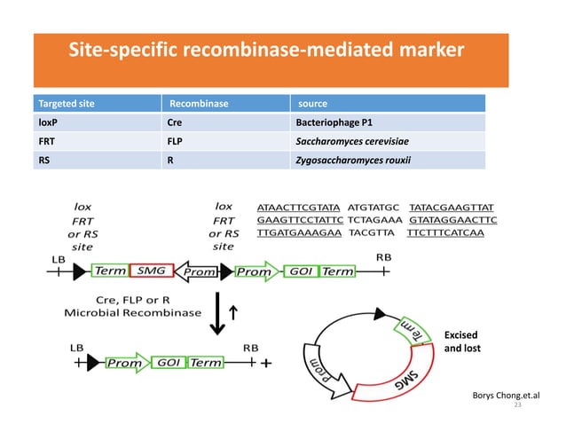 Cisgenesis and its Implications in Crop Improvement- credit seminar ...