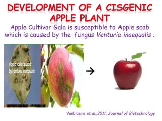 Cisgenics for crop improvement | PPTX