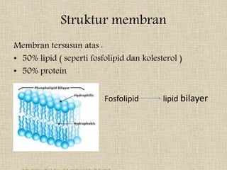 membran dan dinding sel | PPTX