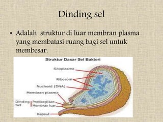 membran dan dinding sel | PPTX
