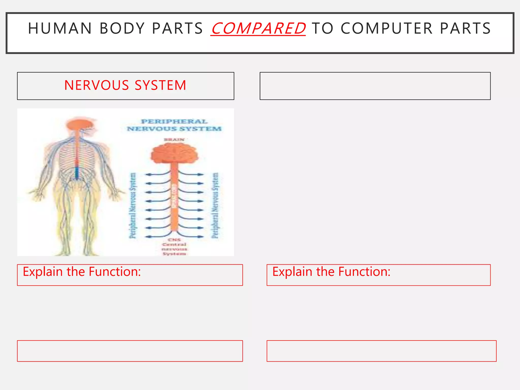 CIS Project - Computer Parts vs. Human Body Parts PowerPoint.pptx ...
