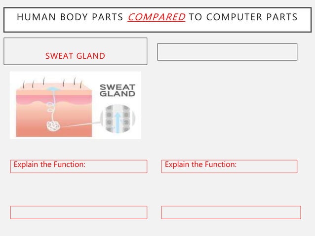 CIS Project - Computer Parts vs. Human Body Parts PowerPoint.pptx ...