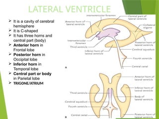 SUB ARACHNOID CISTERNS &VENTRICLES OF BRAIN | PPTX