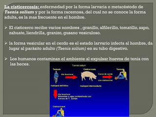 Cisticerco De La Tenia Solium