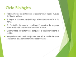 Cisticercosis | PPTX