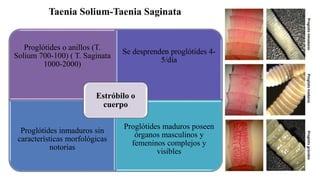 Cisticercosis humana - Parasitología medica.pdf