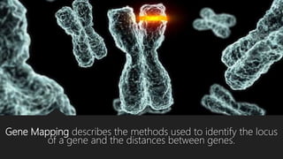 Gene Mapping | PPTX