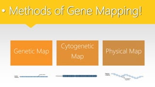 Gene Mapping | PPTX