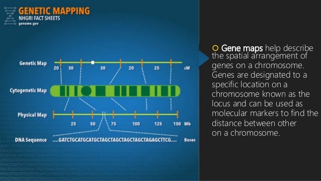 Gene Mapping
