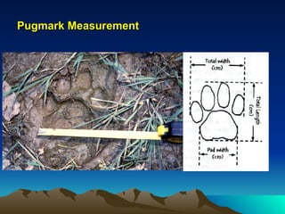 Citizen Tiger Rangers | PPT