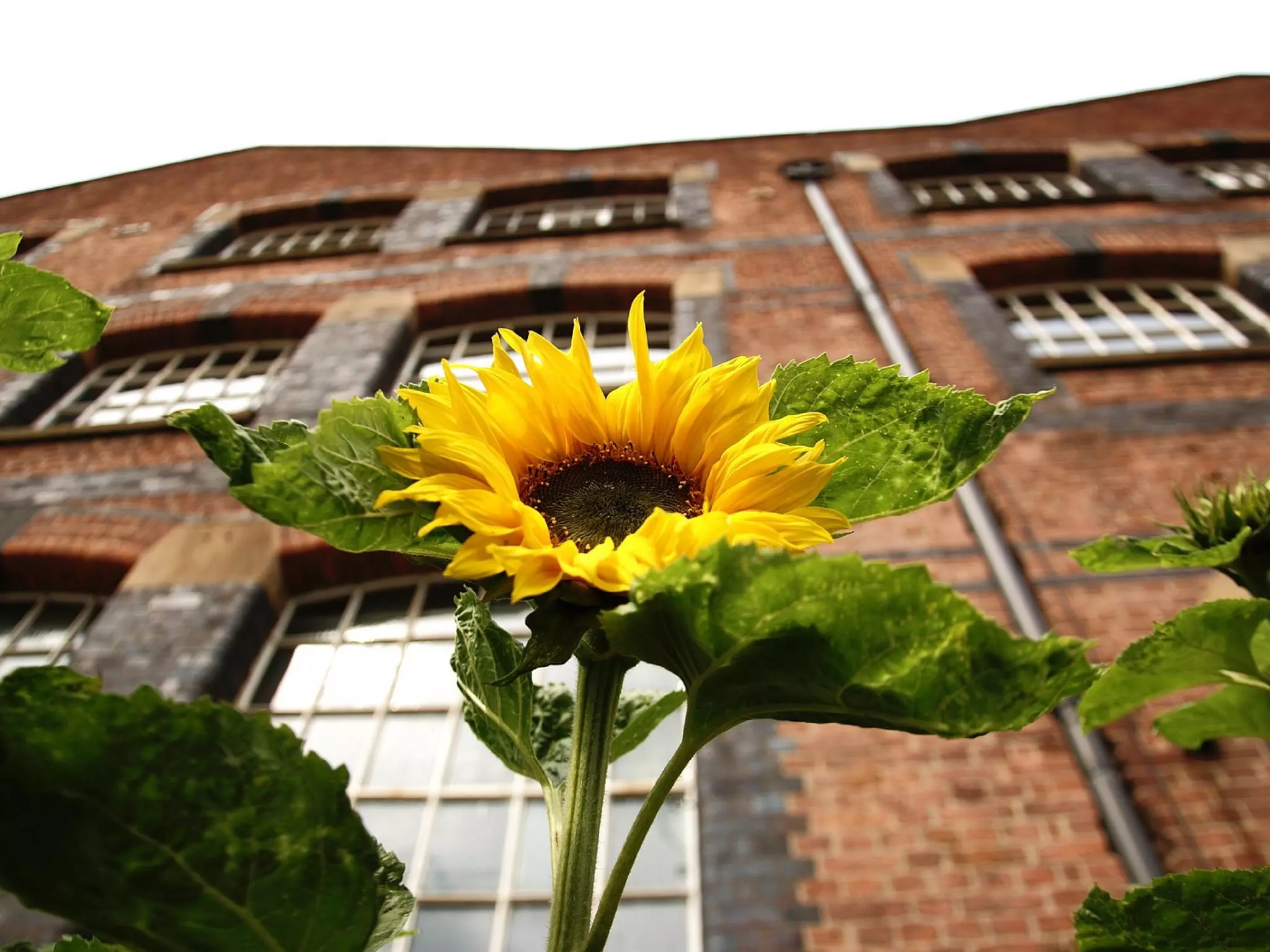 Citizen science for community development | PPT