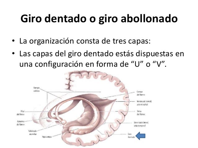 Citoarquitectura del allocórtex