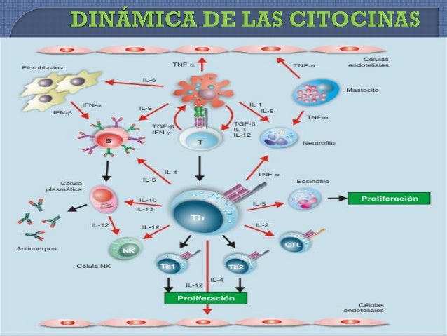 Citocinas