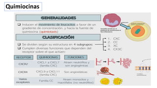 INMUNOLOGIA -CITOCINAS CLASIFICACION Y PROPIEDADES CLASIFICACION DE LOS ...