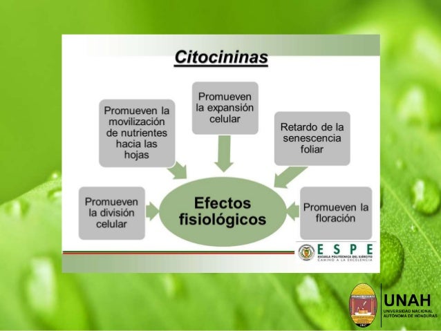 Citocininas