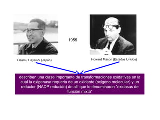 Citocromo p450 | PPT