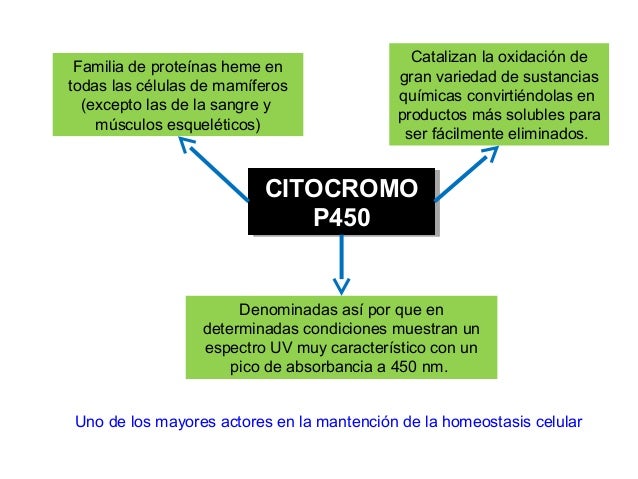 Citocromo p450
